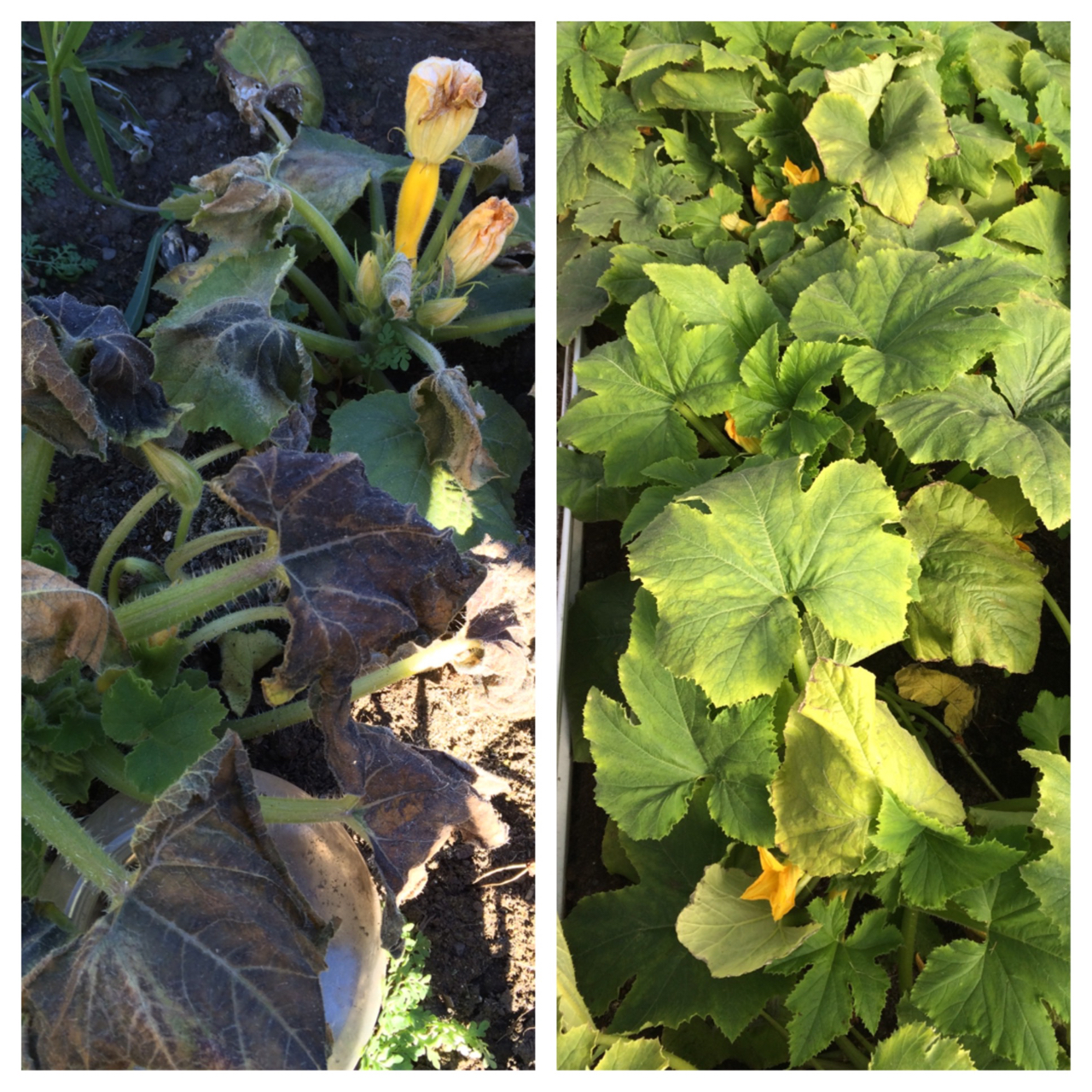 The plastic guessing game… – Gardens in the Arctic